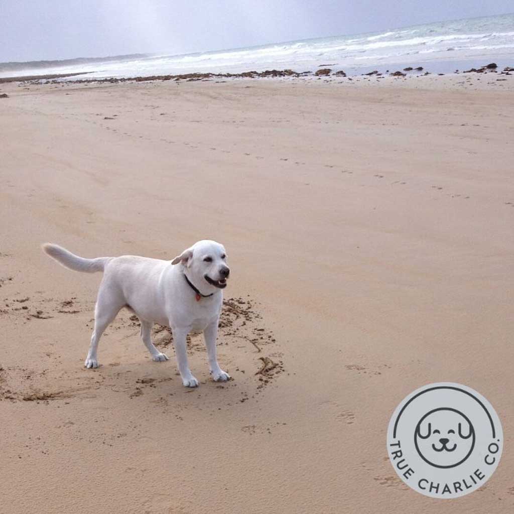 Charlie's Friendly Fridays! - Episode 3 – True Charlie Co.