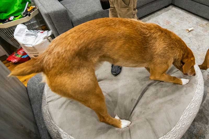 Why Do Dogs Scratch Their Beds? – True Charlie Co.