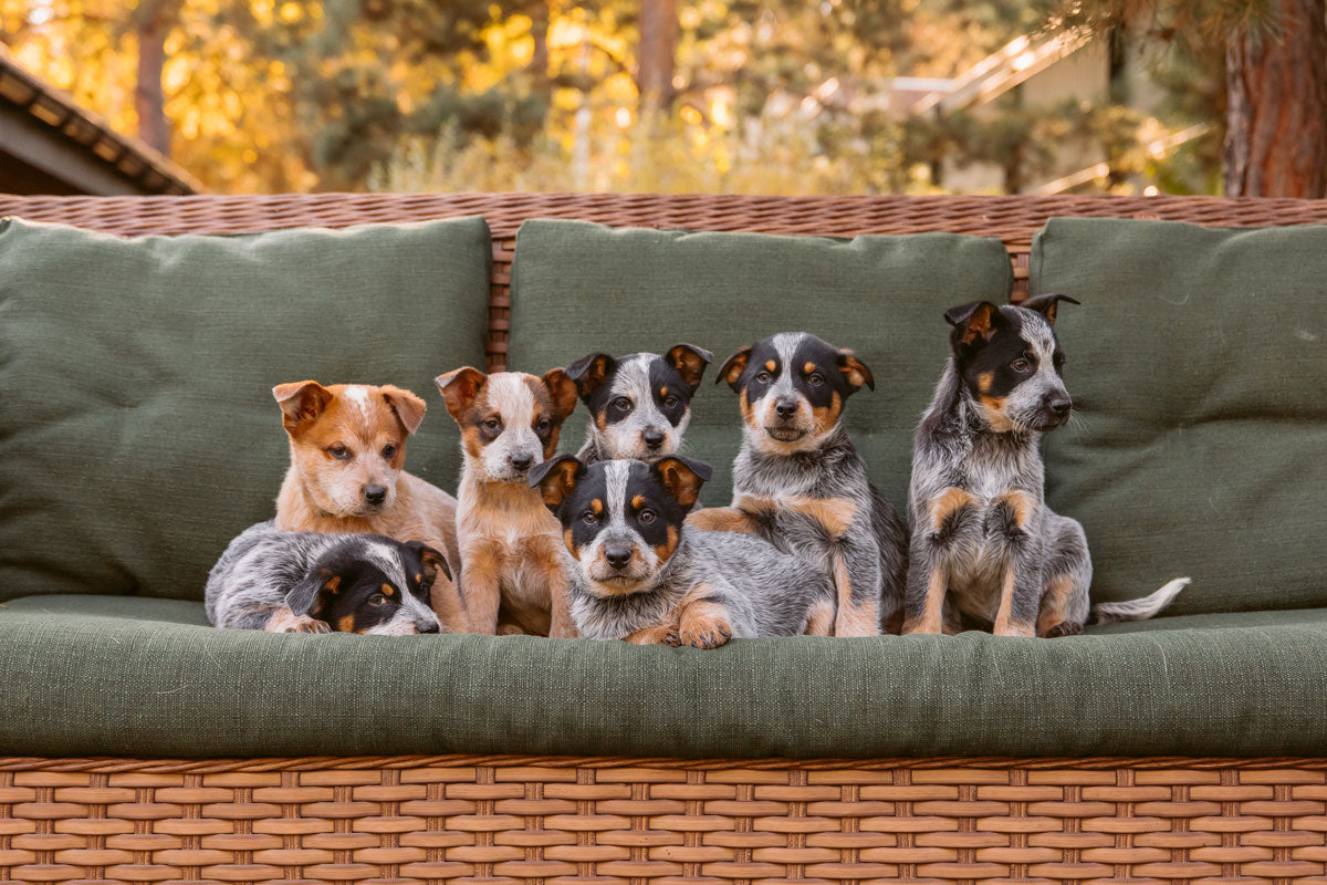 Celebrating National Puppy Day: 7 Gifts Your Dog Will Love (And Deserv ...