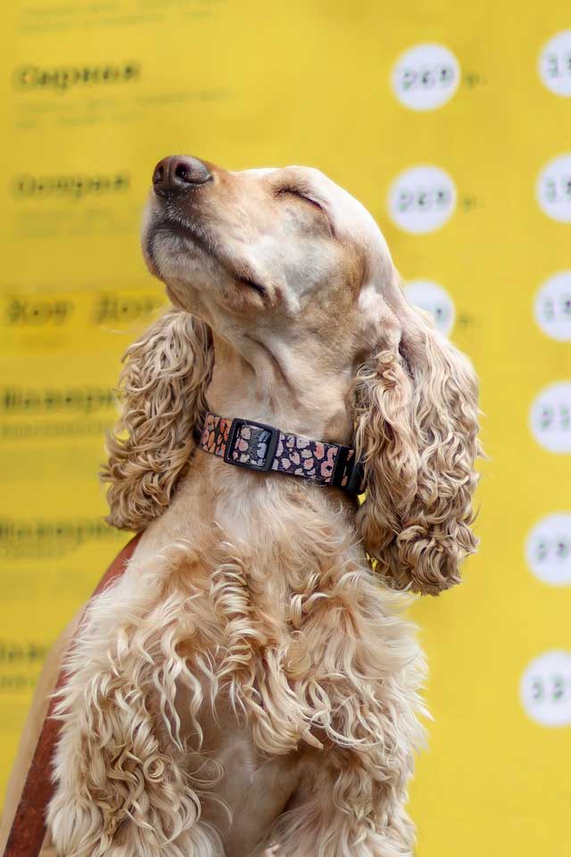 The Different Styles of Dog Collars – True Charlie Co.